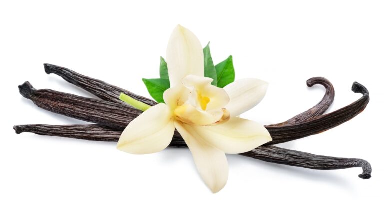 History of Vanilla